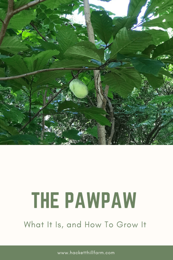 The Pawpaw- What It Is and How to Grow It | Hackett Hill Farm