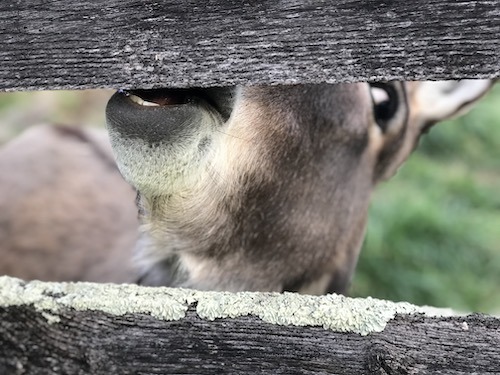 Archie-the-Donkey-2 | Hackett Hill Farm