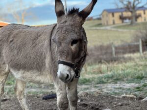 How to Care for Your Donkey – A Homesteader’s Guide | Hackett Hill Farm