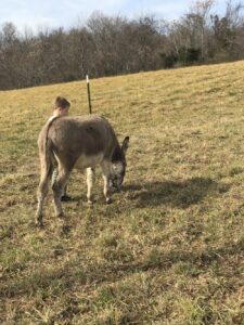 How to Care for Your Donkey – A Homesteader’s Guide | Hackett Hill Farm