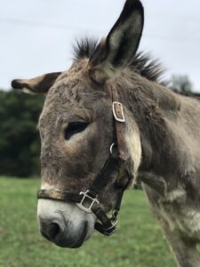 How to Care for Your Donkey – A Homesteader’s Guide | Hackett Hill Farm
