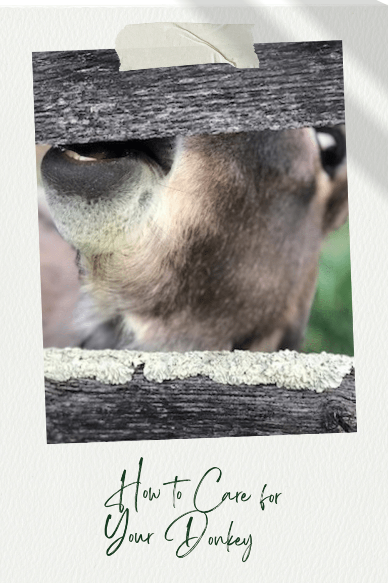How to Care for Your Donkey – A Homesteader’s Guide | Hackett Hill Farm