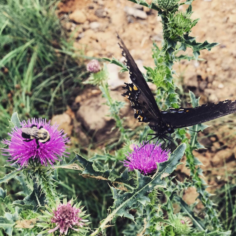 Spring’s Best Pollinators And How To Support Them | Hackett Hill Farm