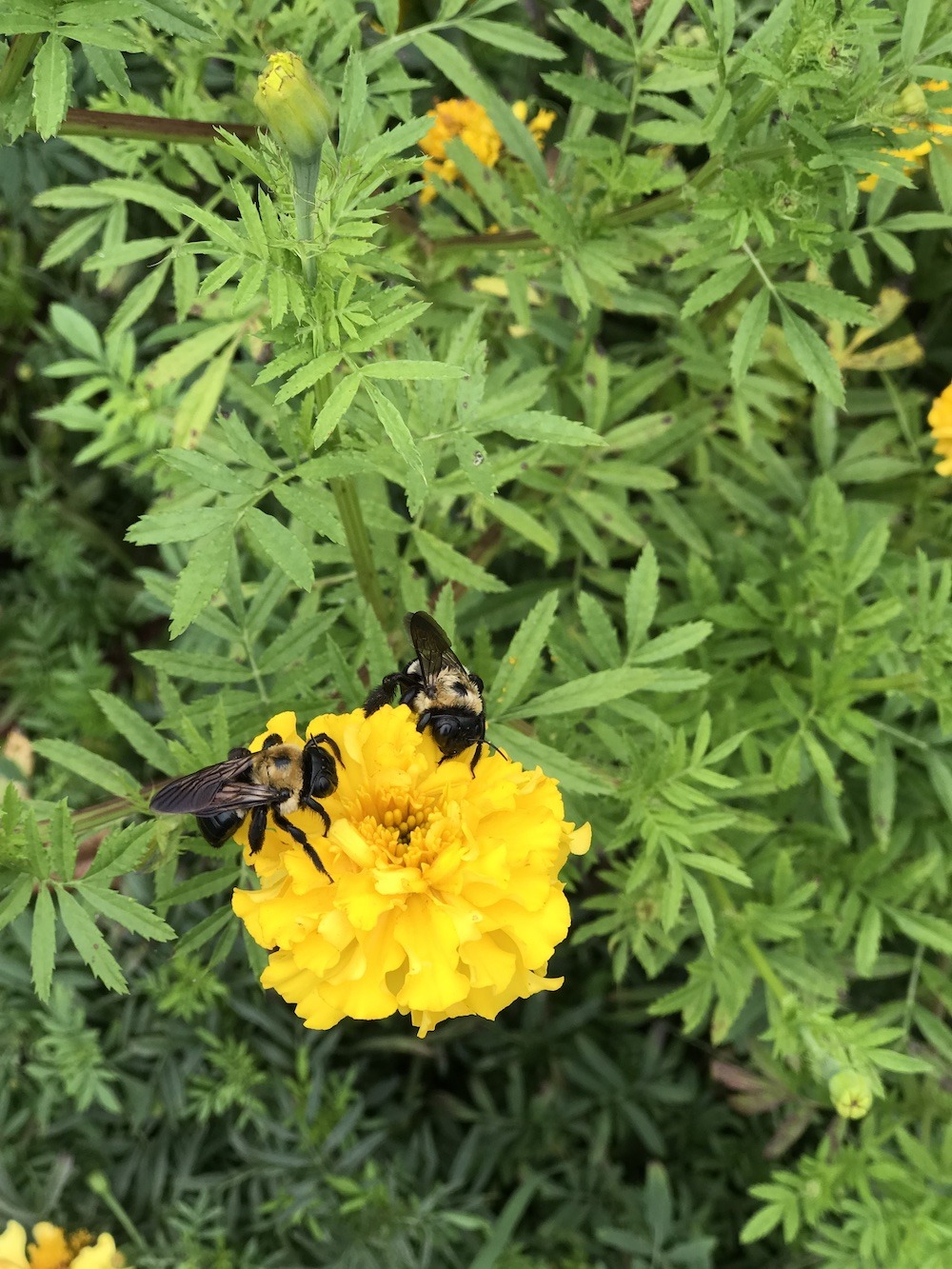 Spring’s Best Pollinators And How To Support Them | Hackett Hill Farm