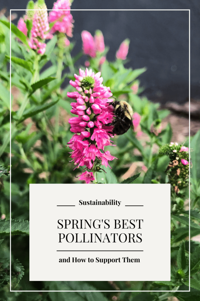 Spring’s Best Pollinators And How To Support Them | Hackett Hill Farm