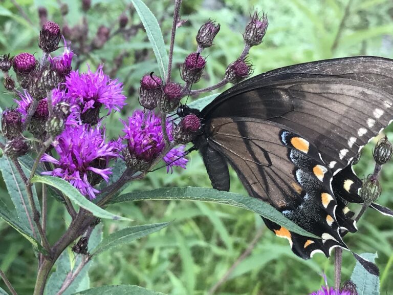 Spring’s Best Pollinators And How To Support Them | Hackett Hill Farm