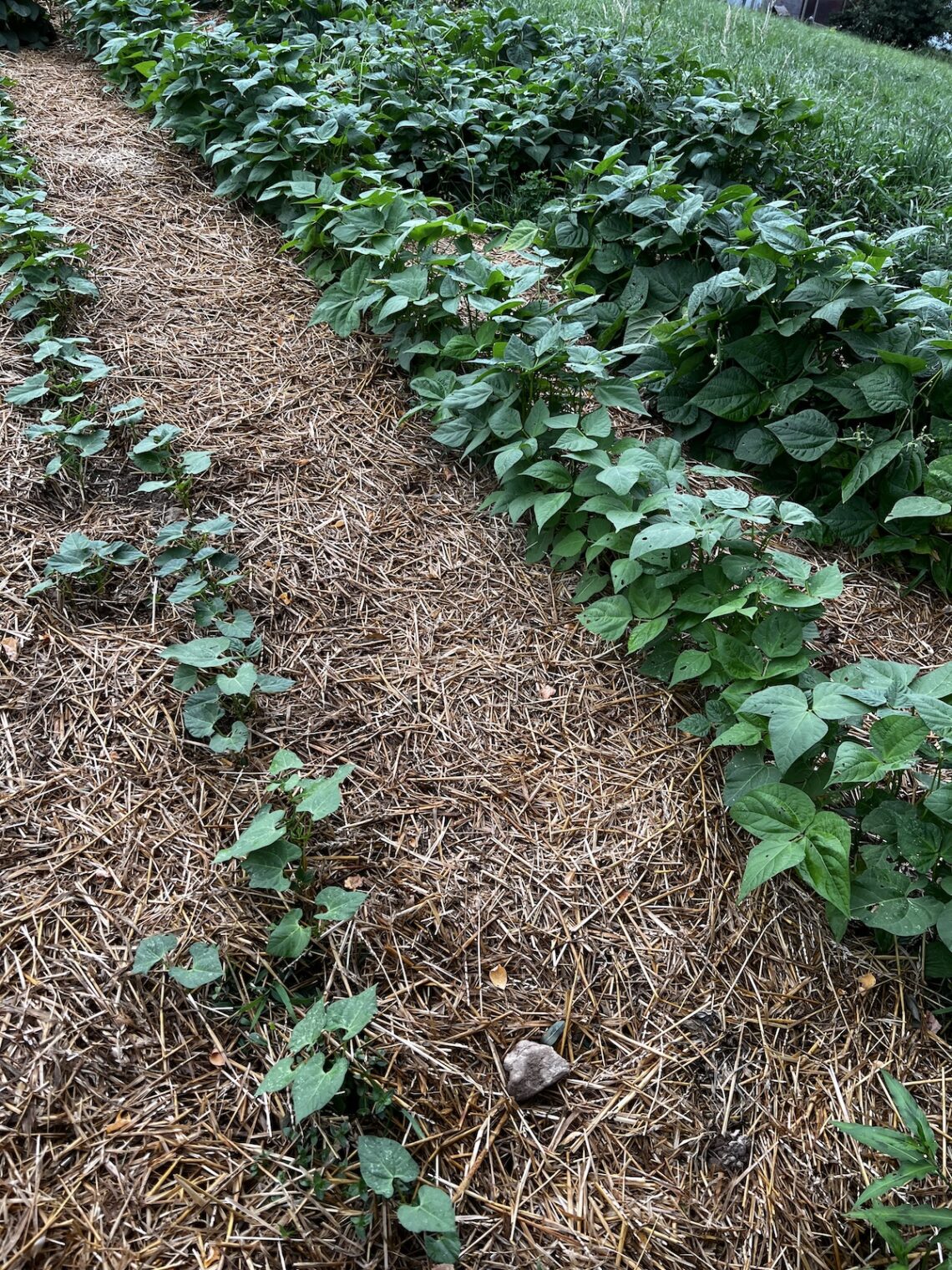 Epic Garden Planning for 2023, A Look Back | Hackett Hill Farm