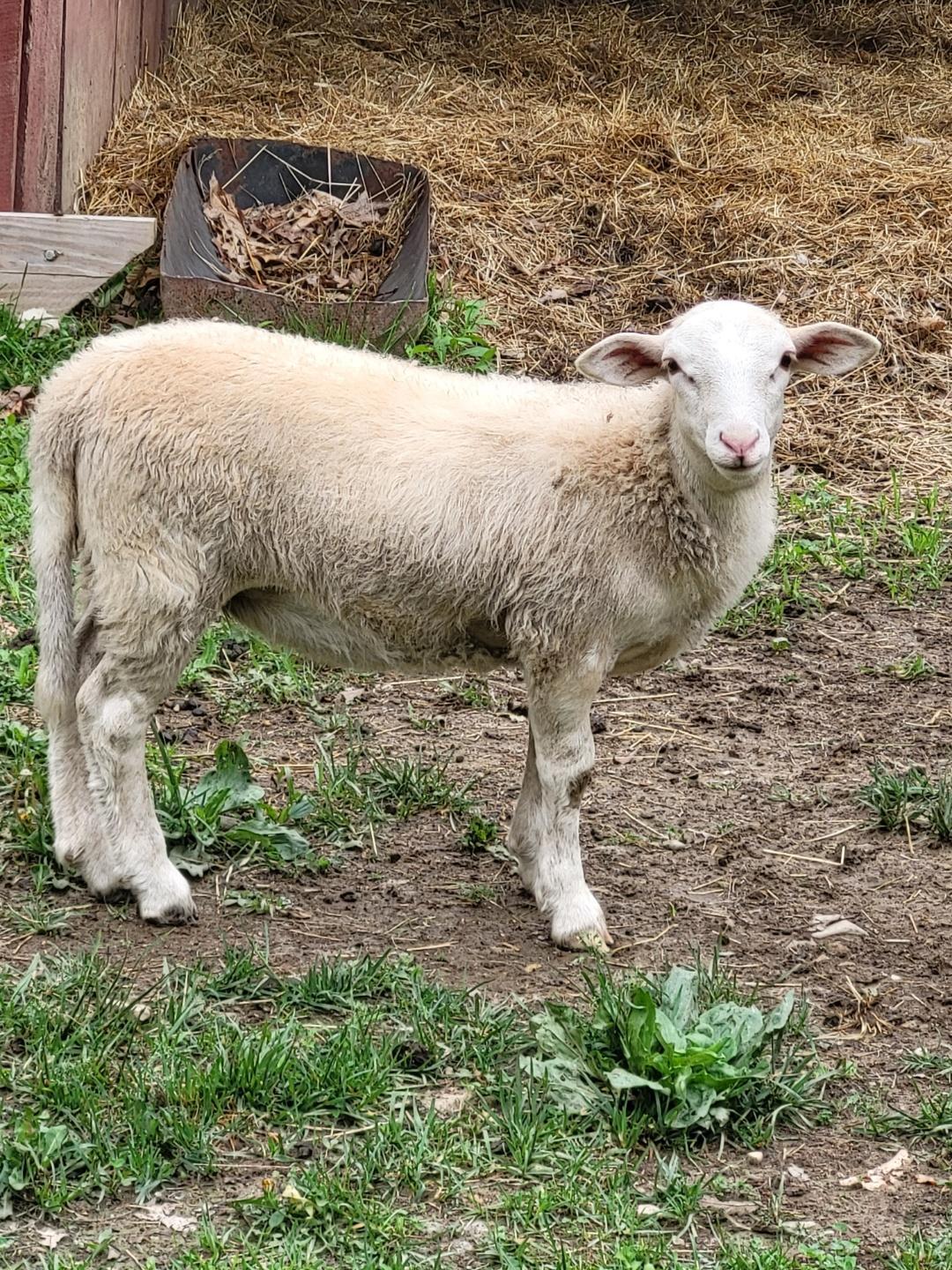 The Best Animals For Homesteading Beginners | Hackett Hill Farm