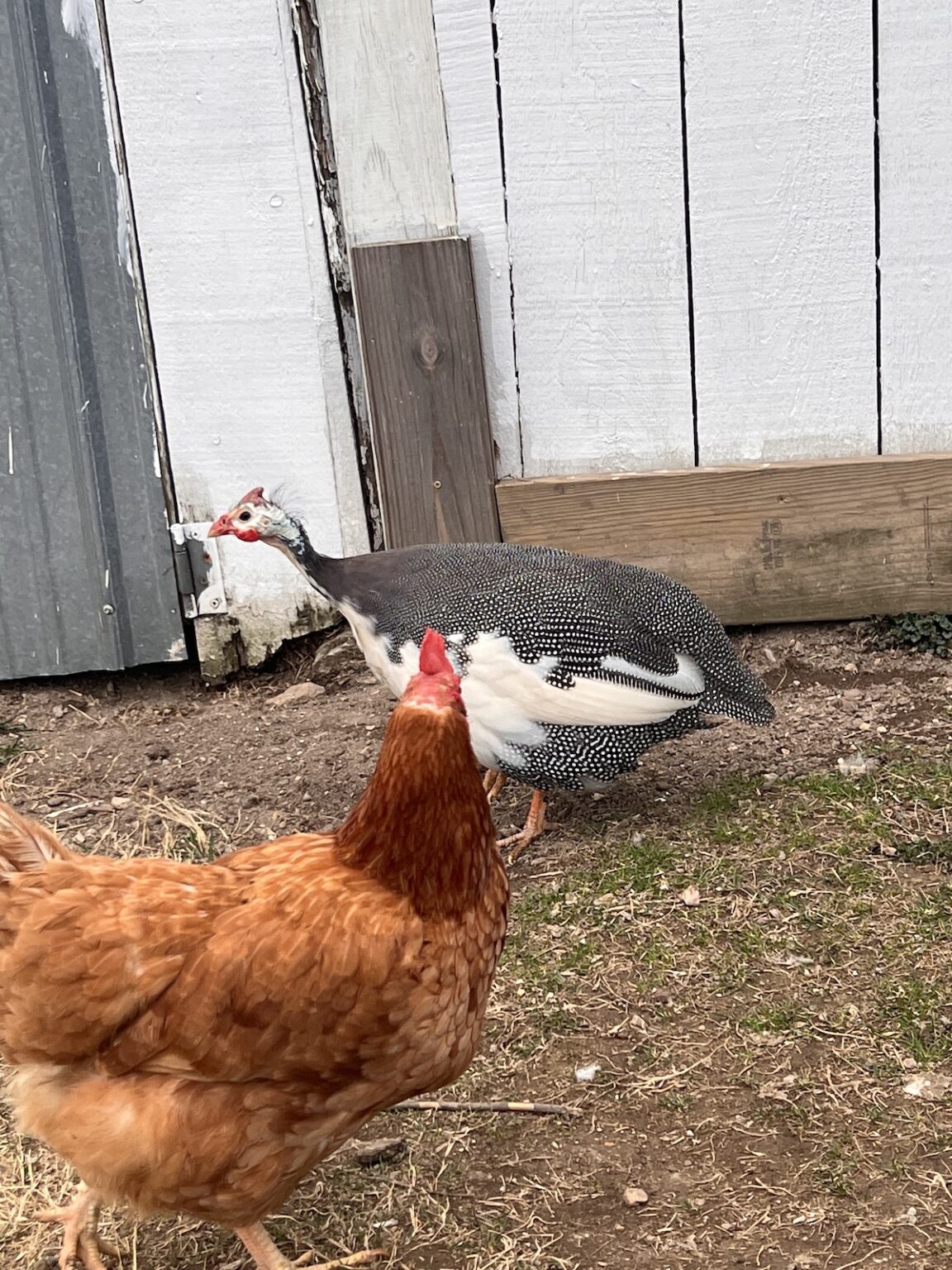 The Best Animals For Homesteading Beginners | Hackett Hill Farm