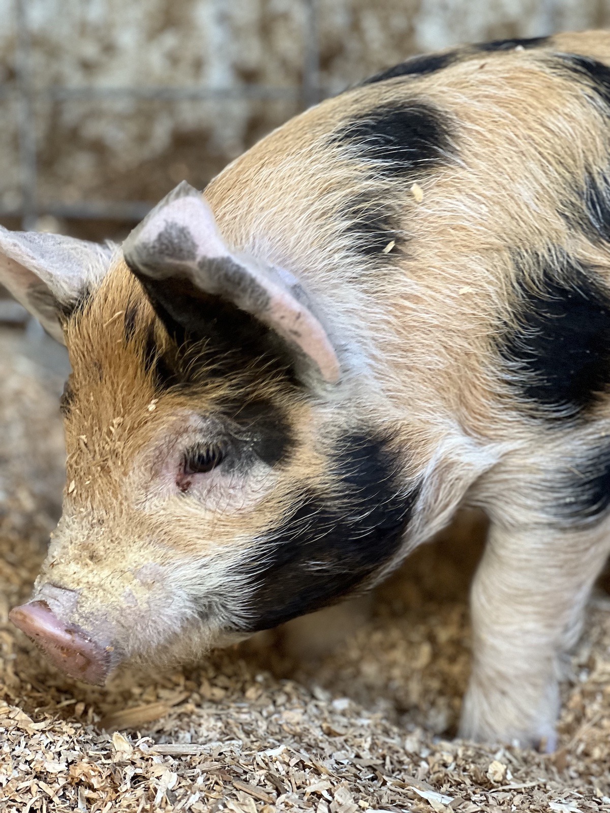 The Best Animals For Homesteading Beginners | Hackett Hill Farm