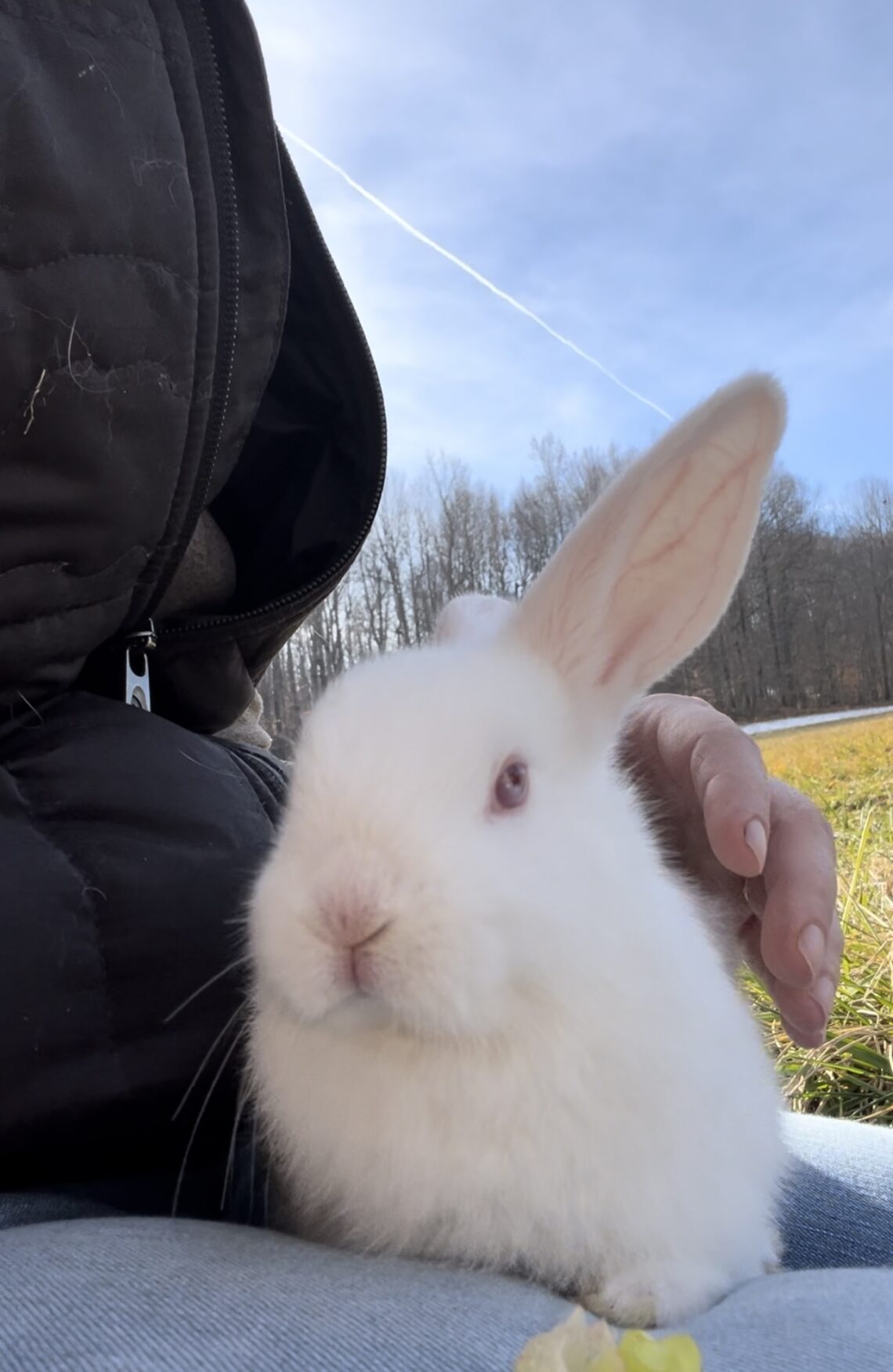 The Best Animals For Homesteading Beginners | Hackett Hill Farm