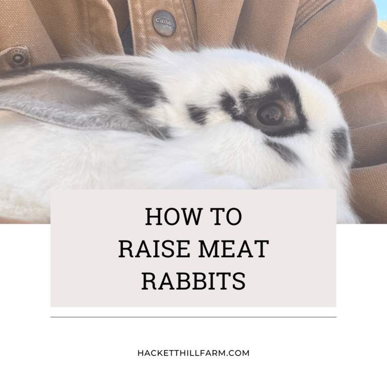 How to Raise Meat Rabbits | Hackett Hill Farm