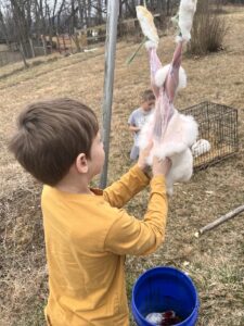How to Raise Meat Rabbits | Hackett Hill Farm