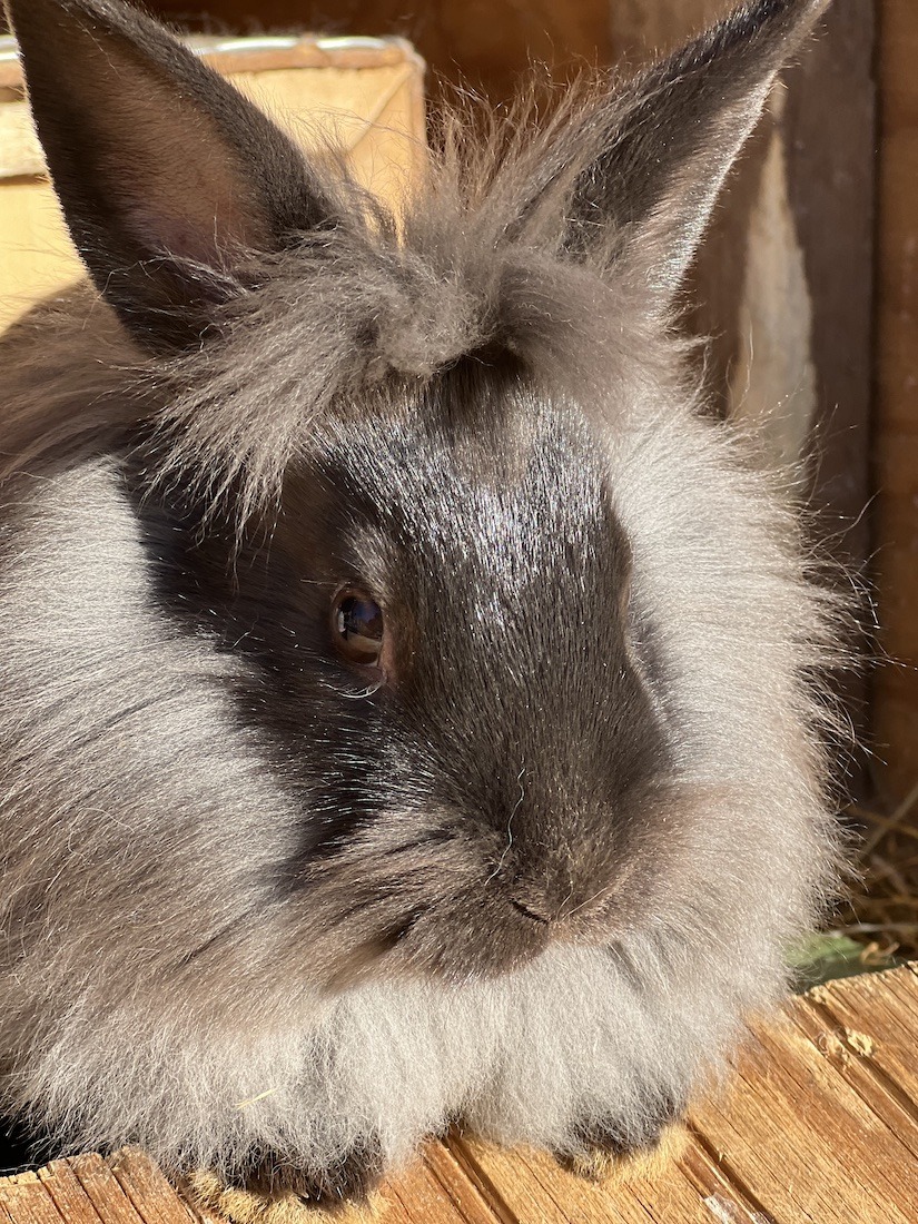 How to Raise Meat Rabbits | Hackett Hill Farm