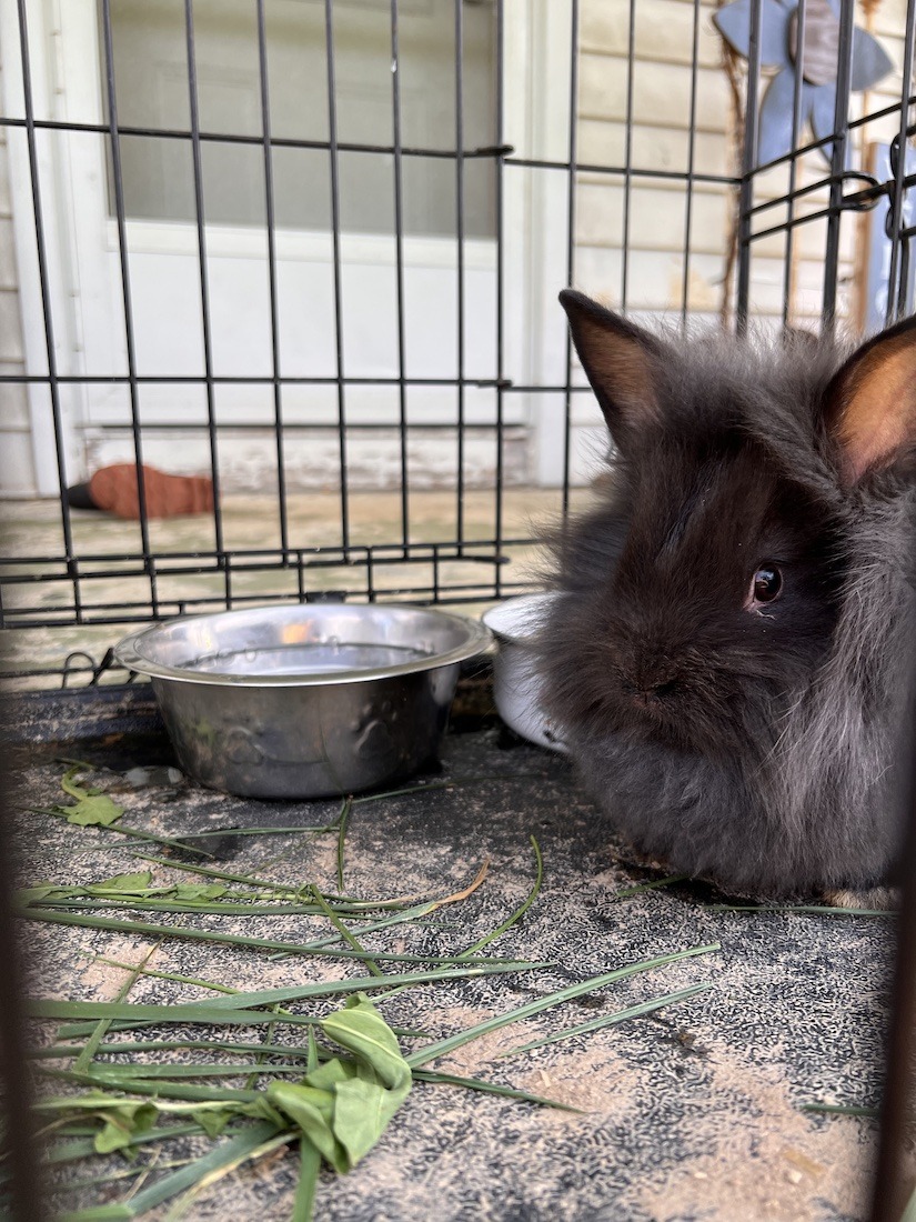 How to Raise Meat Rabbits | Hackett Hill Farm